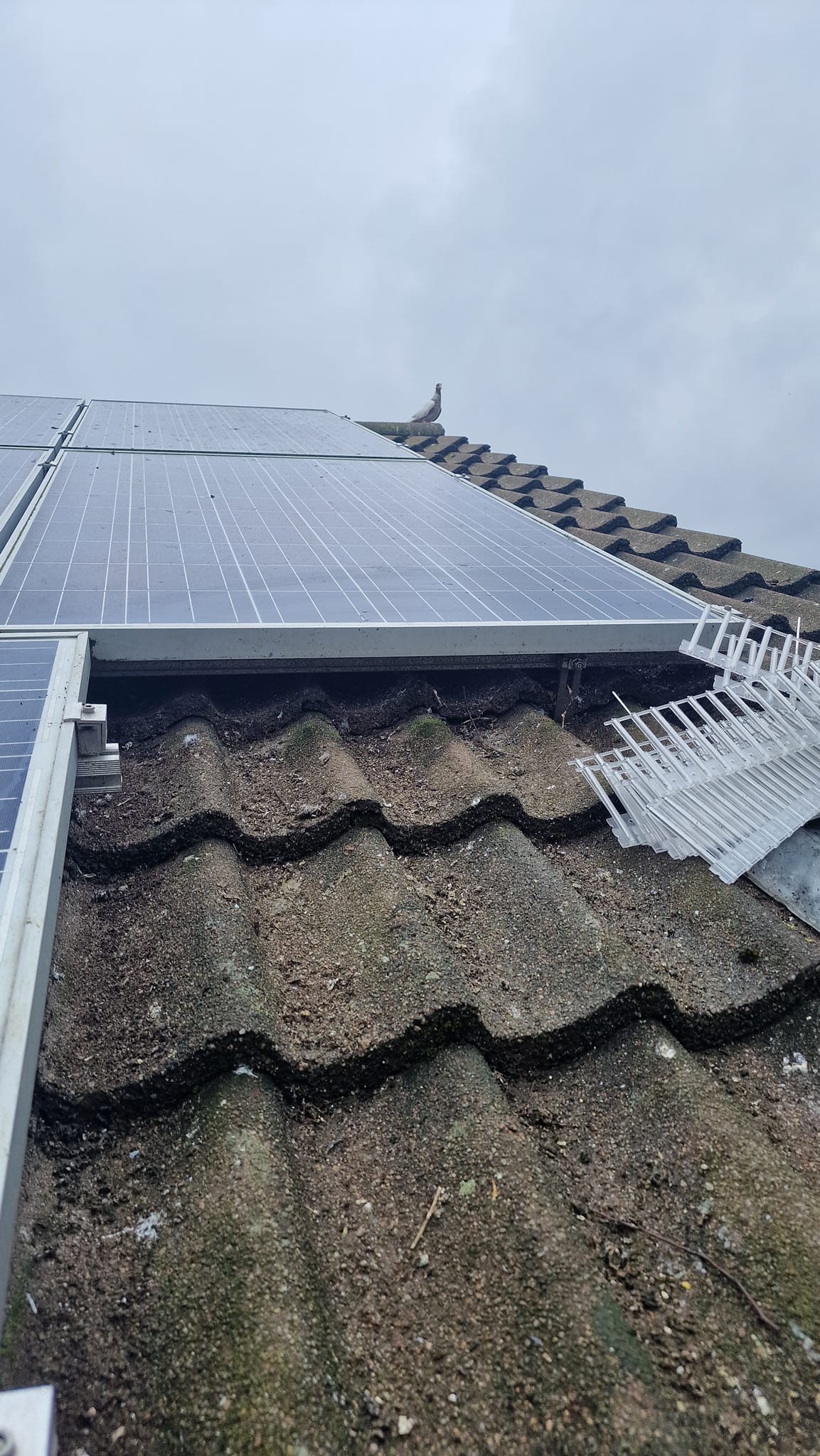 Pigeon Proofing Solar Panels Belfast & Lisburn - 10 Year Guarantee
