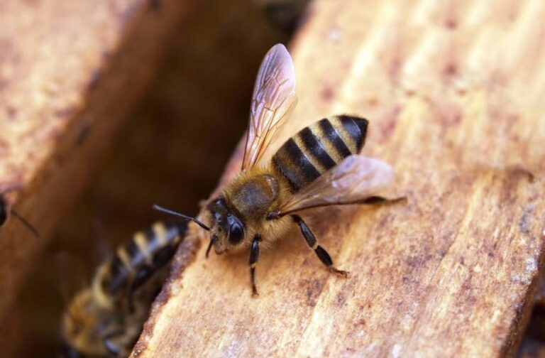 Professional Bee Removal Belfast - Fly Tech Pest Control