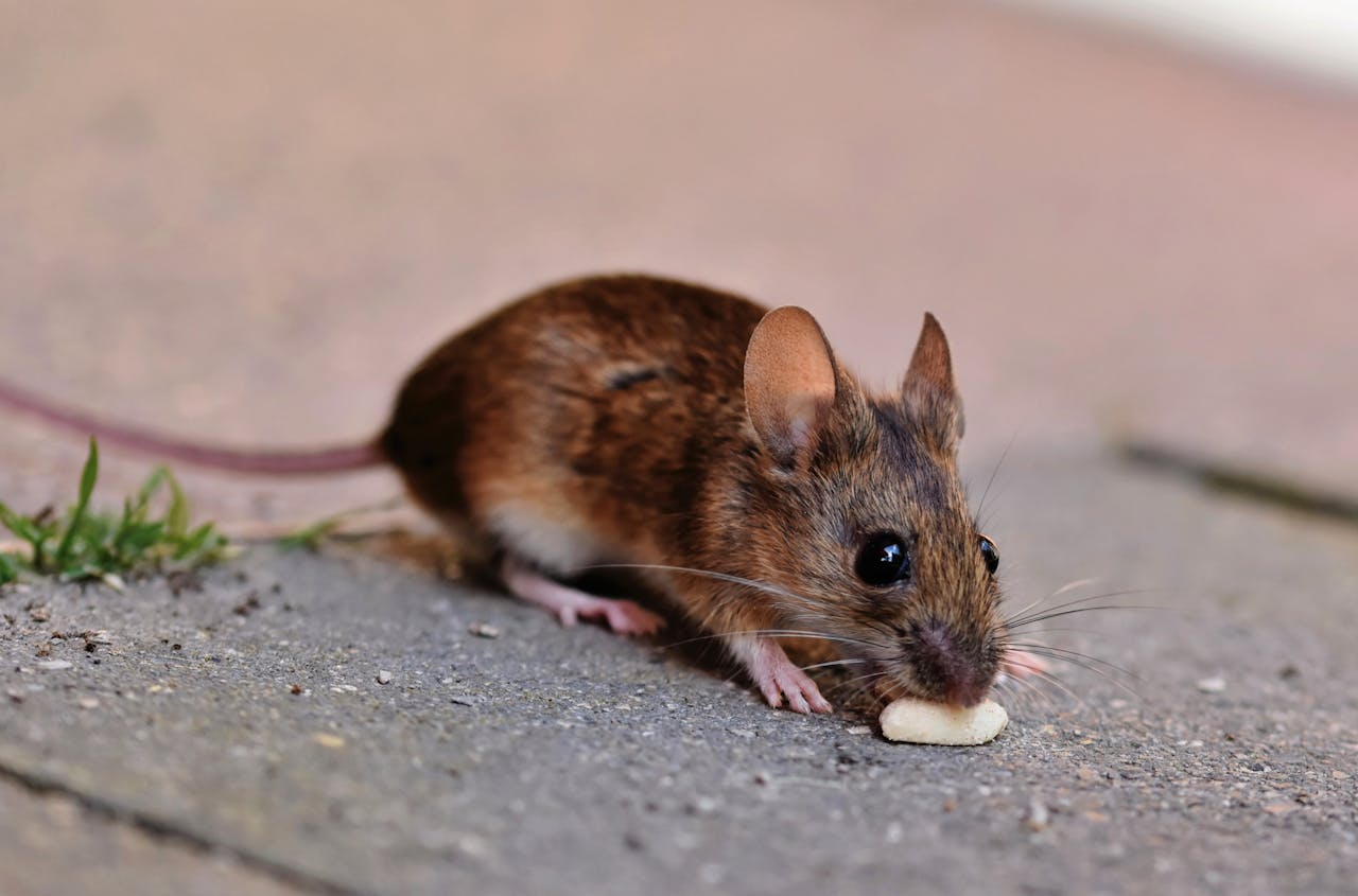 Do Mice Leave On Their Own? - Flytech Pest Control Belfast & Lisburn